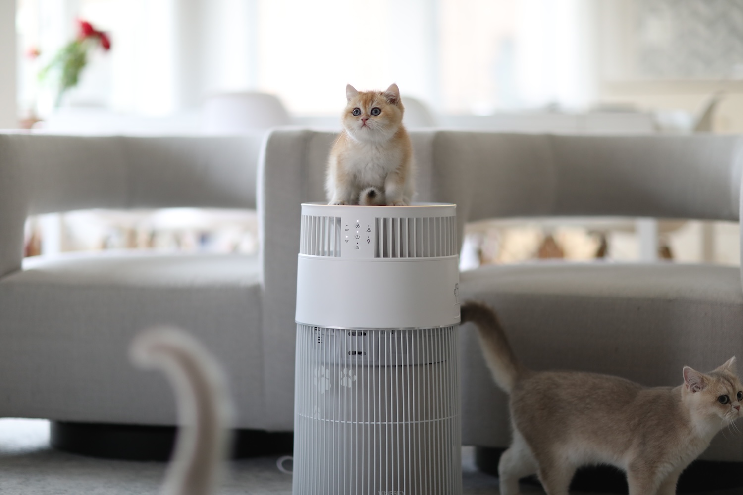 Clean Air for All: The "Meow Buddy" Air Purifier, Plus a Discount for ...