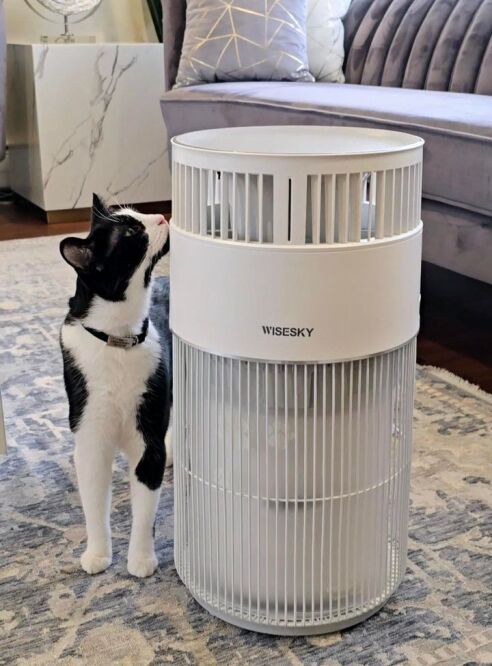 Clean Air for All: The "Meow Buddy" Air Purifier, Plus a Discount for ...