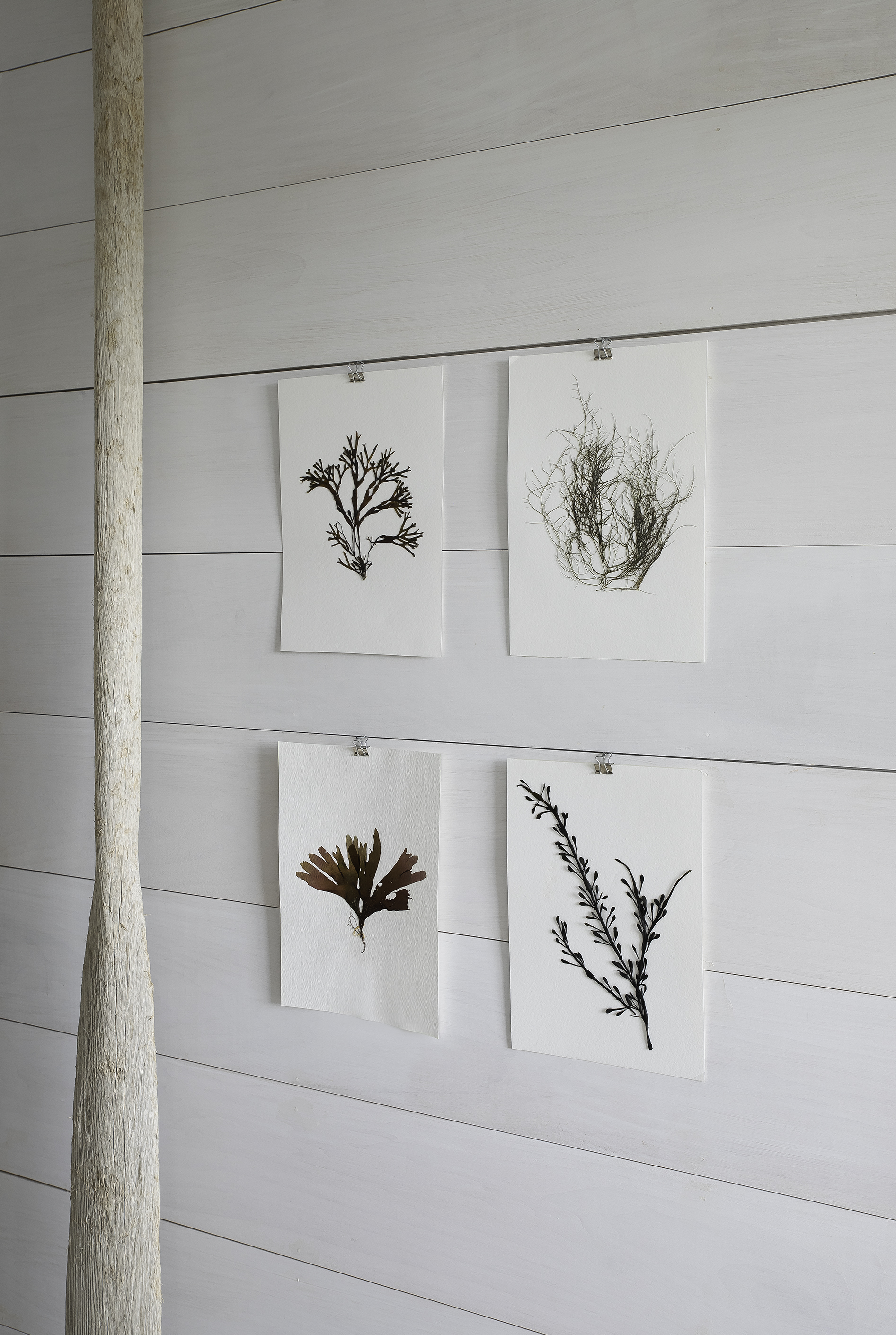 Souvenirs of Summer: Pressed Seaweed Prints - Remodelista