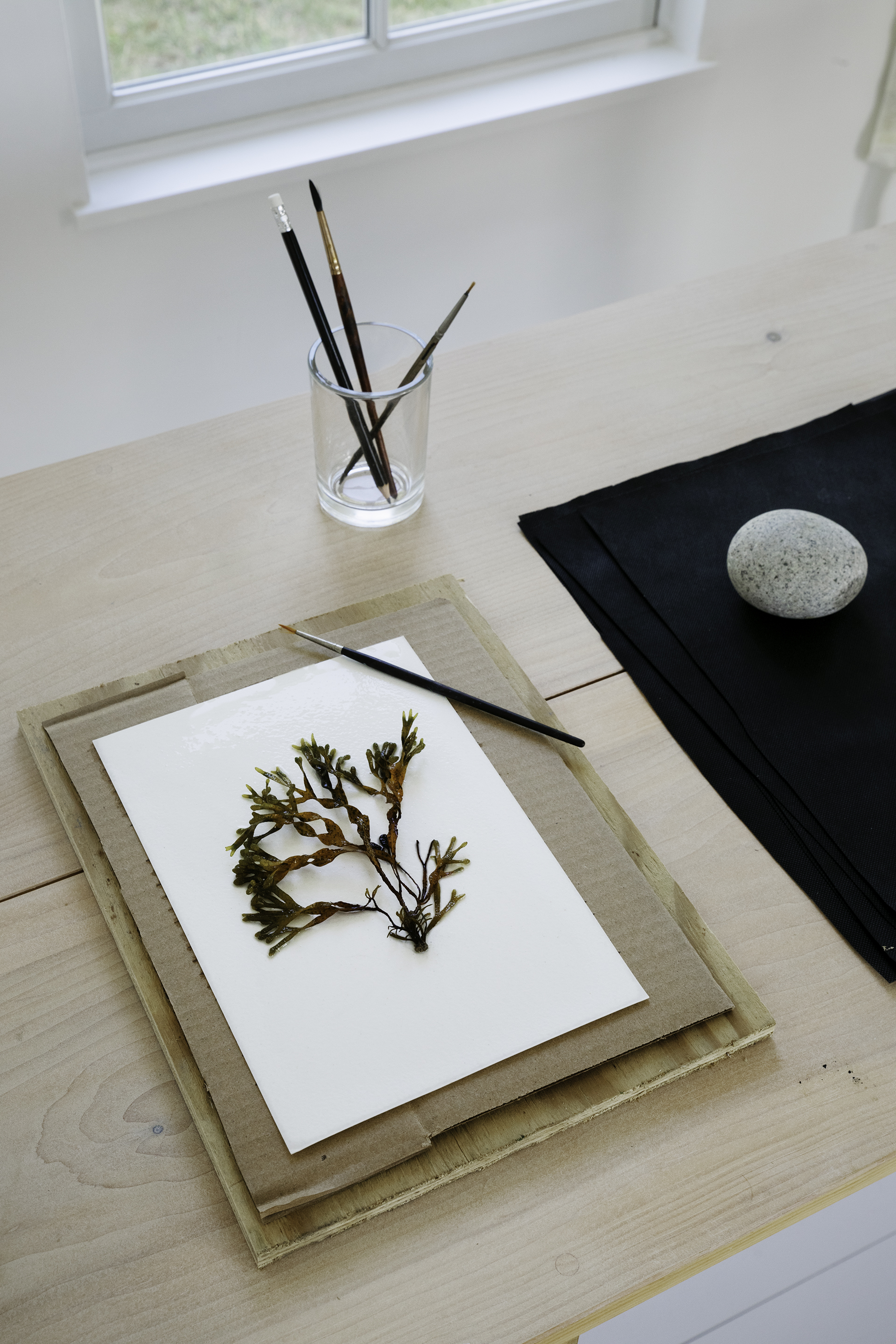 Souvenirs of Summer: Pressed Seaweed Prints - Remodelista