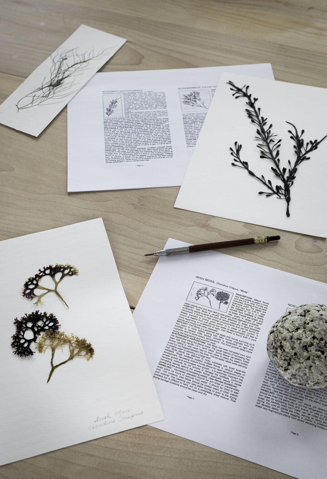 Souvenirs of Summer: Pressed Seaweed Prints - Remodelista